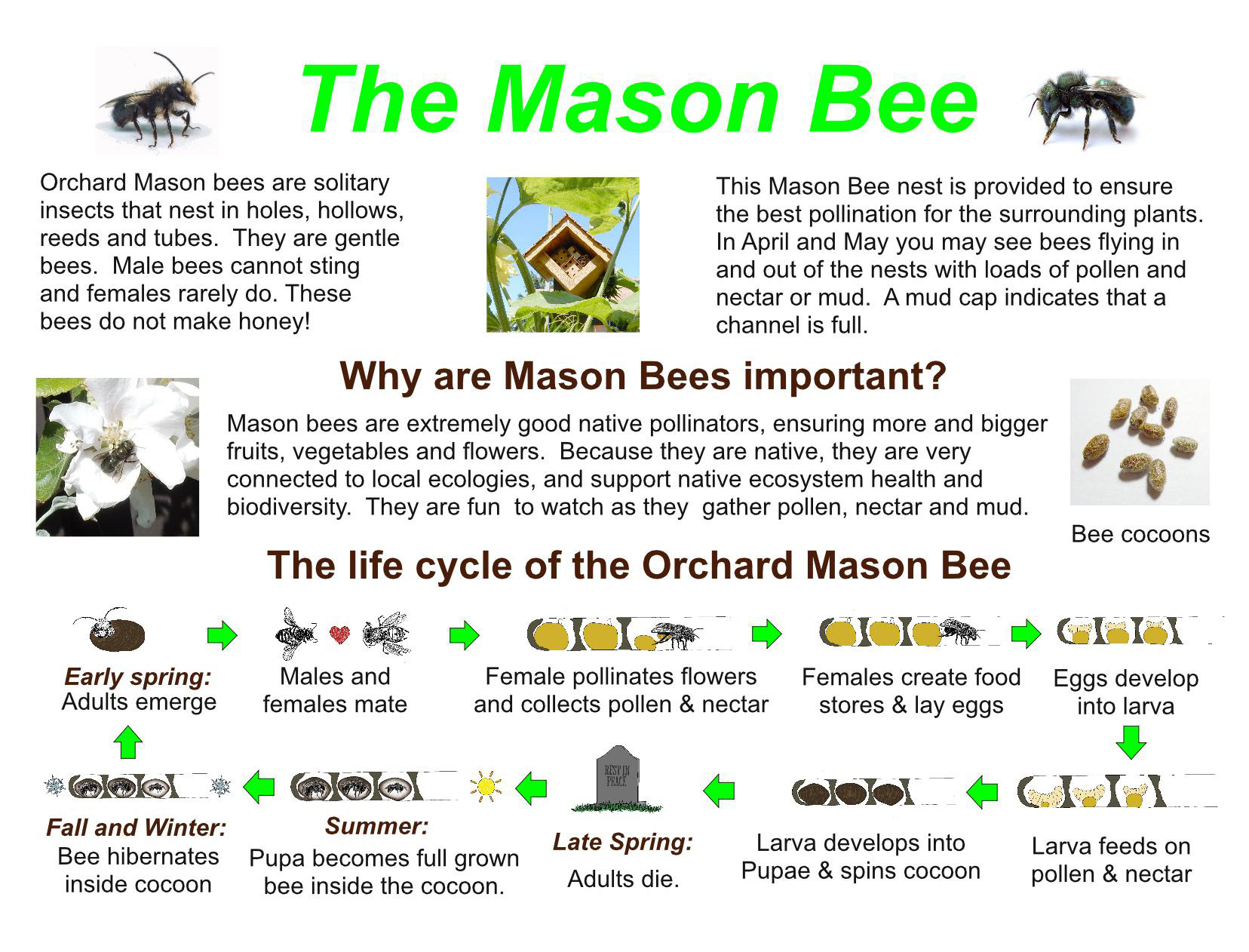 Displays | My Mason Bees