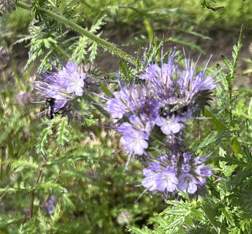 Flowers | My Mason Bees